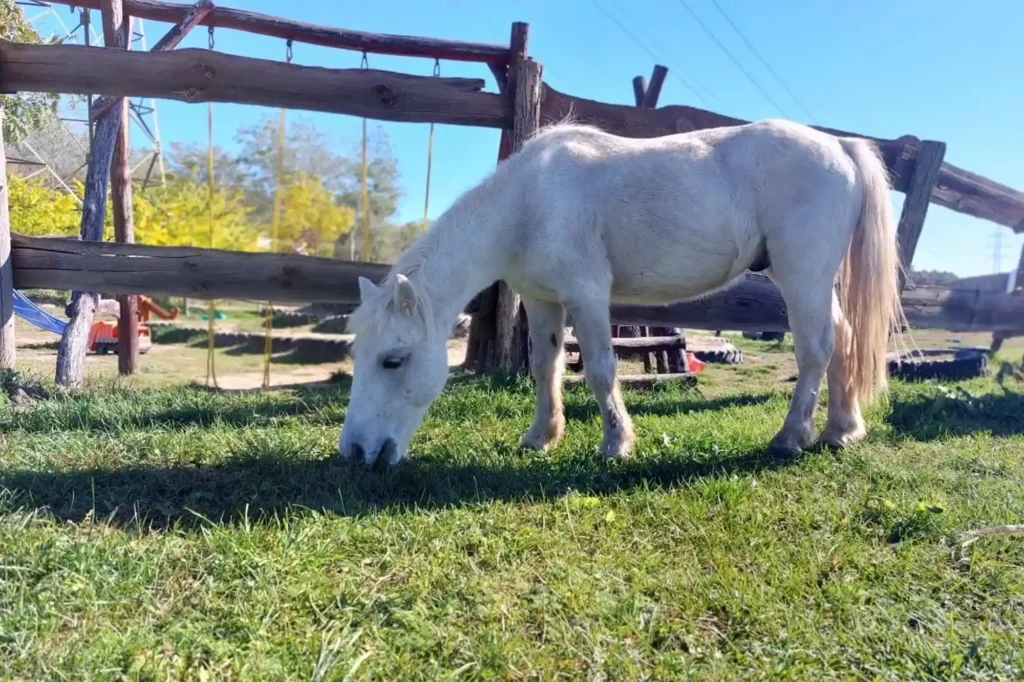 Barka Állatsimogató